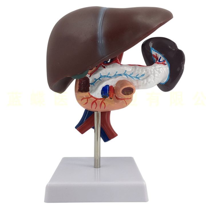 LD liver pancreas duodenal model liver, spleen, blood vessels, and ...