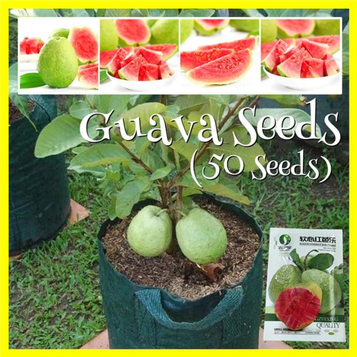50 Seeds Sweet Red Guava Fruit Seeds for Planting Balcony Potted Guava ...