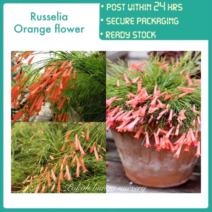 PBN - firecracker plant orange flower - pokok bunga nursery russelia ...