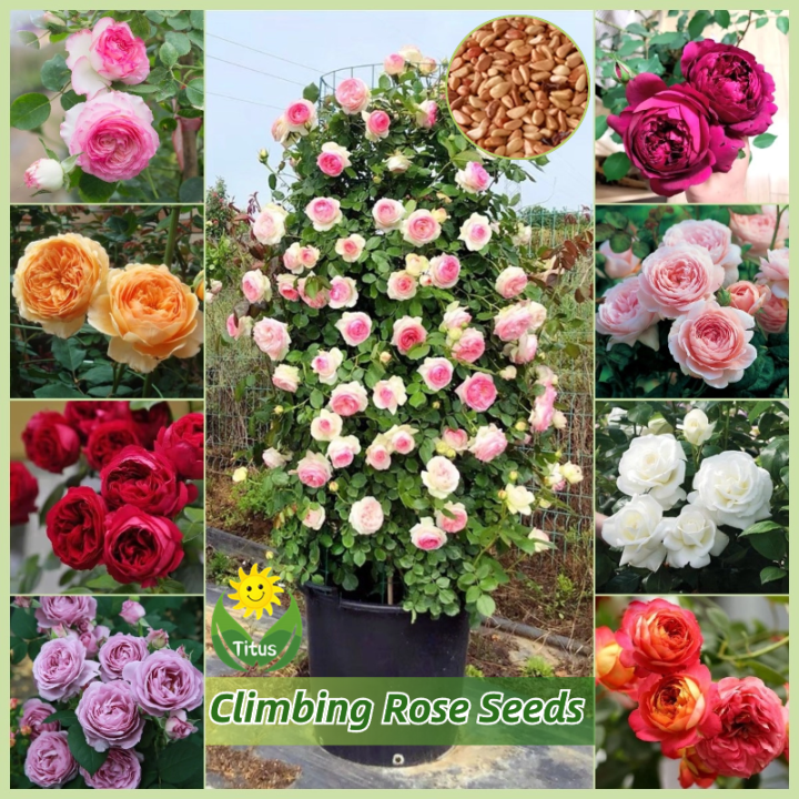 [Easy To Grow In Malaysia] Mixed Color Climbing Rose Seeds for Planting ...