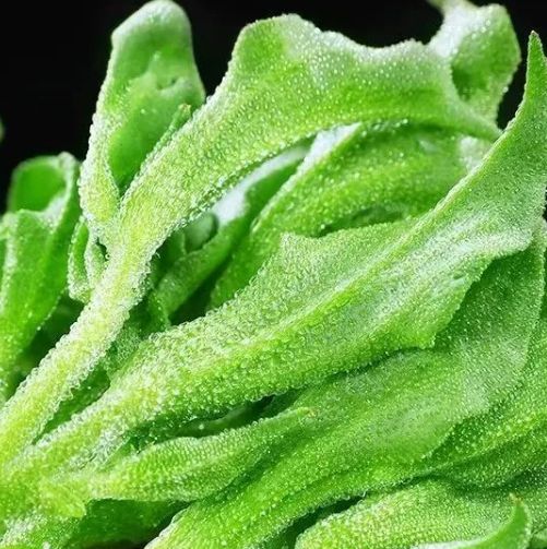 Four Seasons Crystal ice cabbage seeds, vegetable seeds, ice grass ...