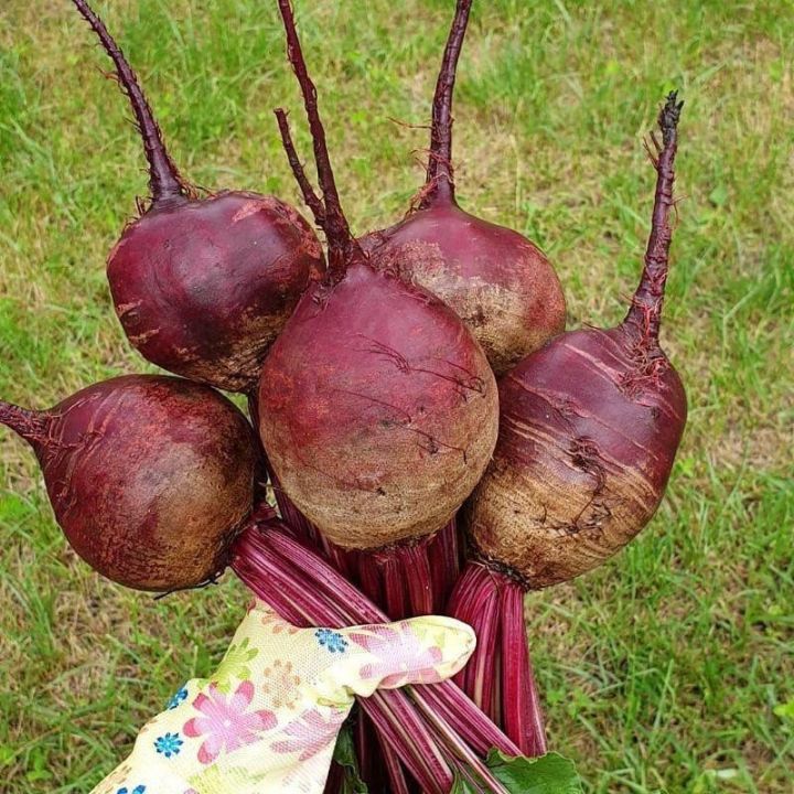 25 Benih Buah Bit AYUMI F1 hasil umbi lebih seragam (beetroot) -MG ...