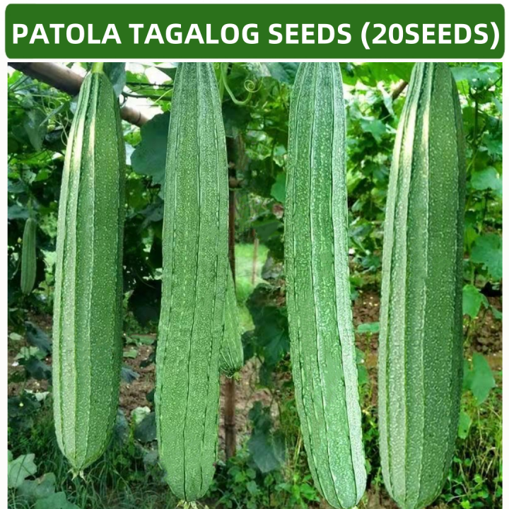 20seeds PATOLA TAGALOG SEEDS/ Luffa Ridged Variety/Early maturity/high ...