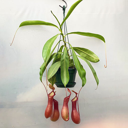 Nepenthes live plant / periuk kera hidup / 猪笼草 | Lazada