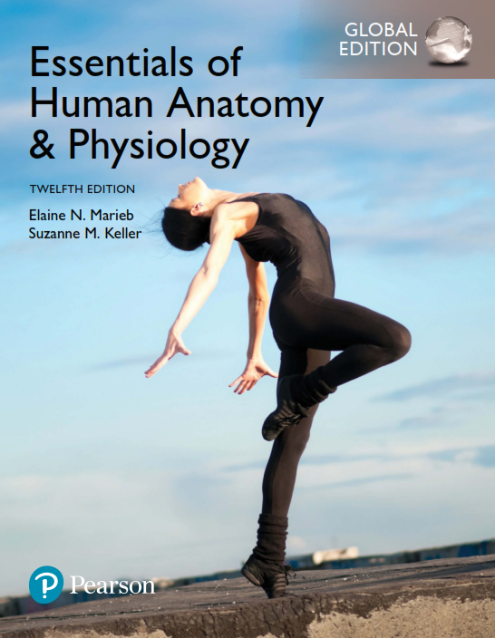 ESSENTIALS OF HUMAN ANATOMY AND PHYSIOLOGY 12TH EDITION , ELAINE N ...