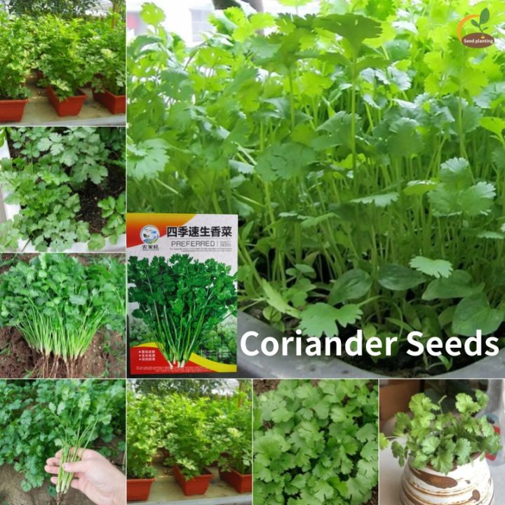 Fresh Organic Coriander Seeds/Coriander Cilantro Wansoy Chinese Parsley Seeds (300 Seed) Green ...