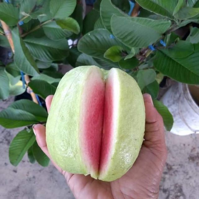 NO COD Anak Pokok Jambu Batu Pink Seedless/Tiada Biji | Lazada