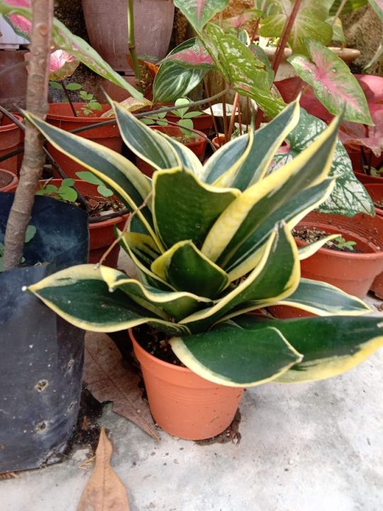 Medium_Snake plant Pokok Lidah Jin Sansevieria Air purifying indoor ...