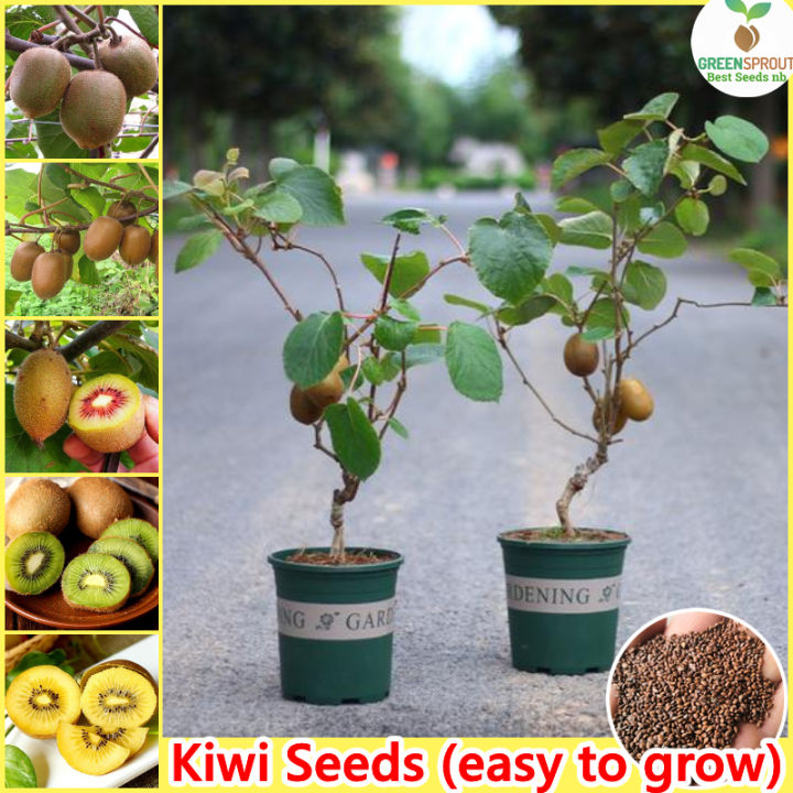 300 seeds/bag Kiwi Seeds for Planting (High Germination) Actinidia ...