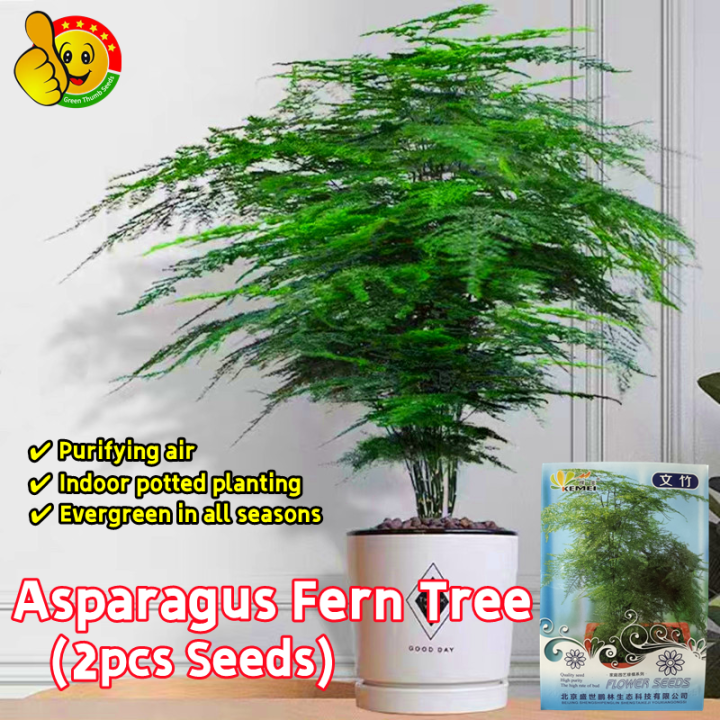 100% Original Asparagus Fern Tree Seeds for Sale (Fresh 2pcs Seeds ...