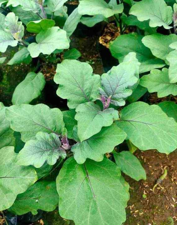 Eggplant Live Plant ( Talong Plant ) ( LUZON ONLY ) (Outdoor Plant ...