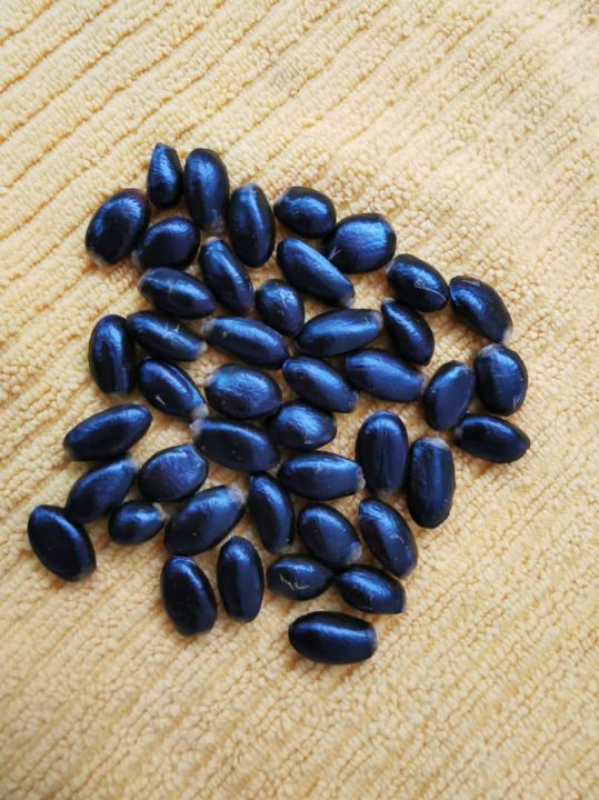 20 Soursop Seeds | Lazada