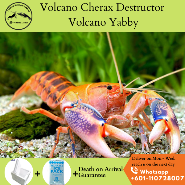 Cherax Destructor Volcano - Volcano Yabby | Lazada