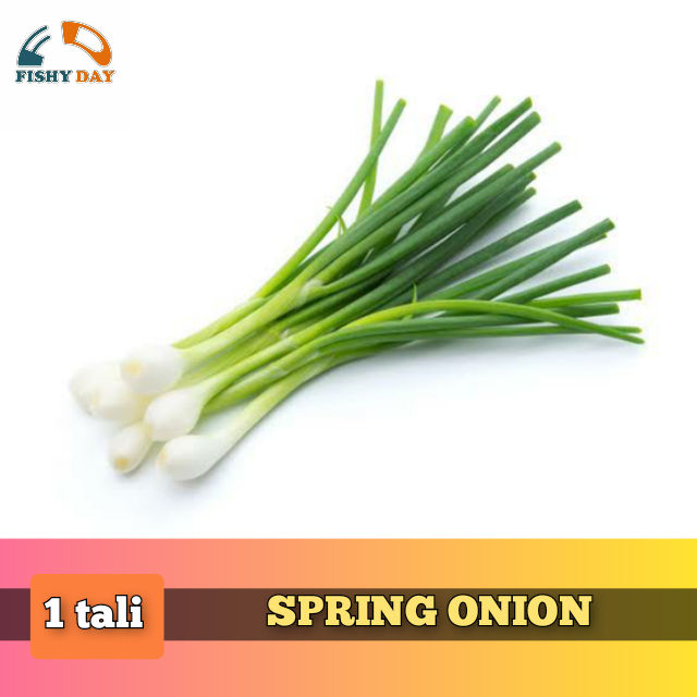 SPRING ONION 1 Tali | Lazada PH