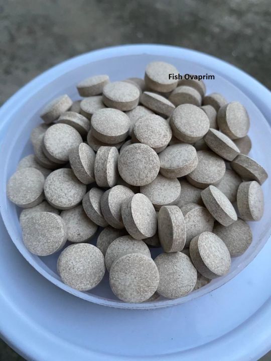 Aquarium Nitrifying Bacteria Nitrobacter Tablet 50 Tablet 浓缩益生菌 | Lazada