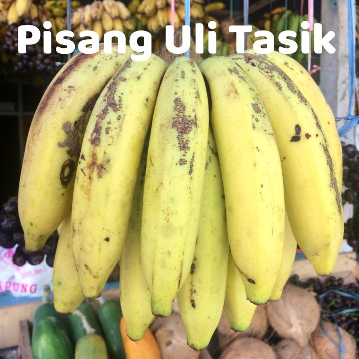 Pisang raja Uli bangkawulu segar khas Karangnunggal tasikmalaya per kg | Lazada Indonesia