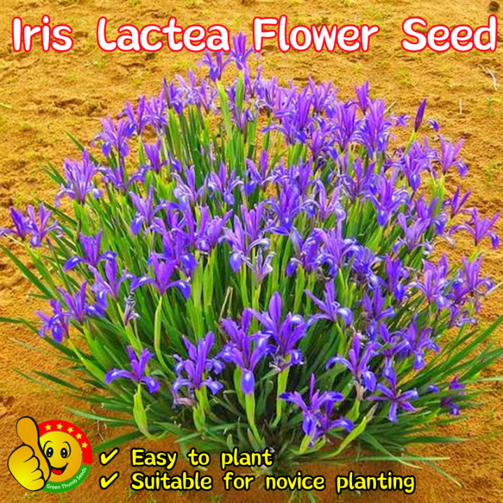 100% Original Iris Lactea Flower Seeds for Sale (Fresh 50pcs Seeds ...