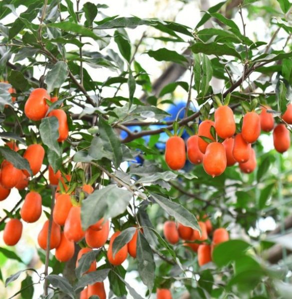 Golden marble seed Chicken Blood Red Crow Persimmon seed Pear gourd ...