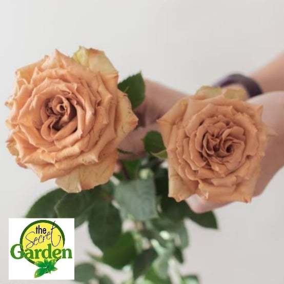 Toffee Brown Rose Live Plant (Rare Rose) with FREE plastic pot, and ...