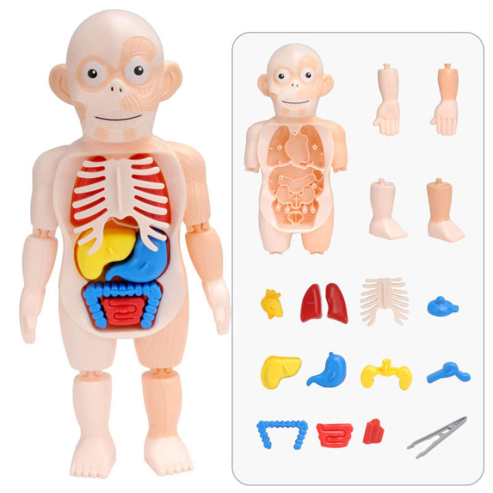 Mainan Anak Anatomy Human body parts 3D puzzle Montessori Children Toy ...
