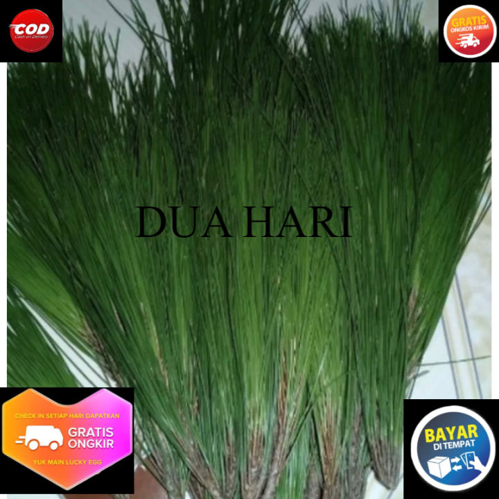 DAUN PINUS SEGAR 1KG | Lazada Indonesia