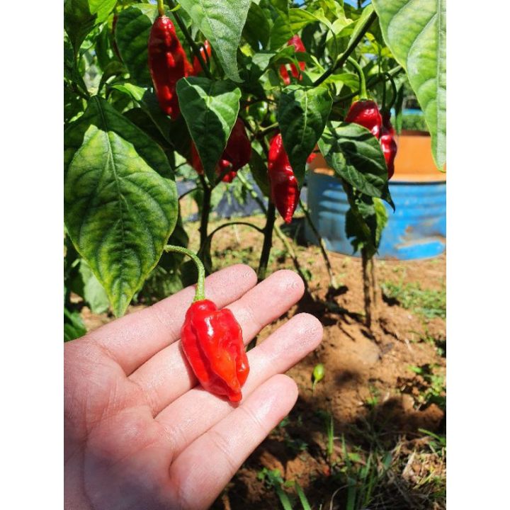Sili Diablo STRICTLY LUZON ONLY) with FREE garden soil (2 STOCKS ONLY ...