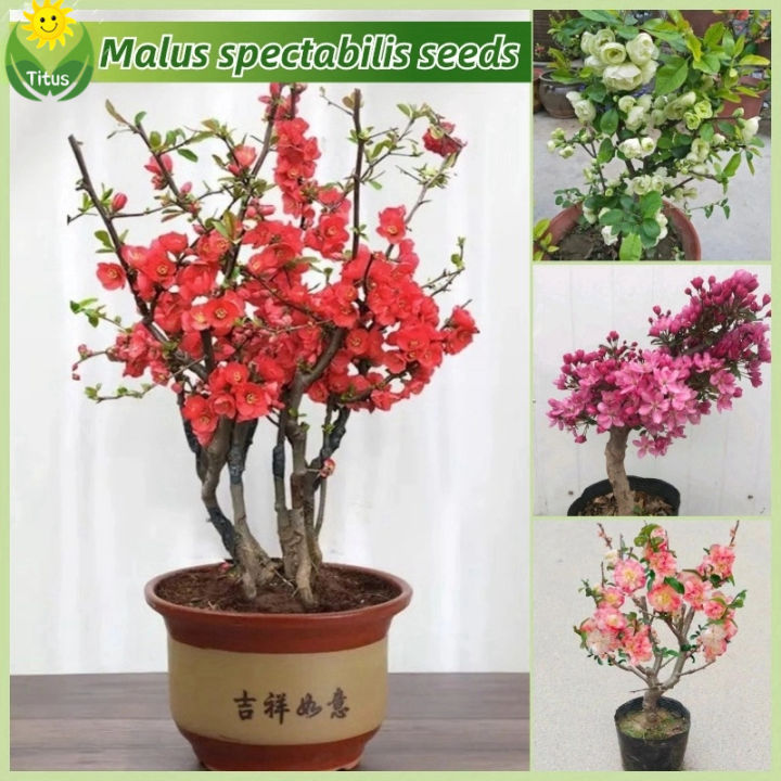 [Fast Growing Seeds] Rare Malus spectabilis Crabapple Flower Seeds for ...