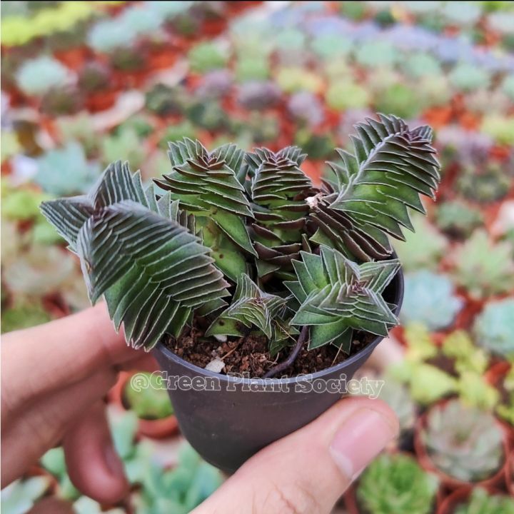 90s Greenovation Live Succulent Crassula Corymbulosa 茜之塔 | Lazada