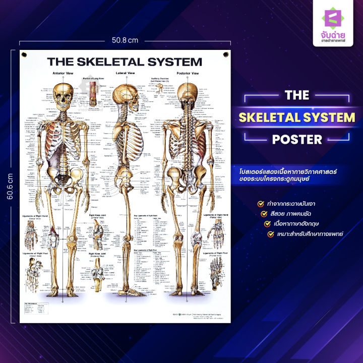 The Skeletal System Poster | Lazada.co.th