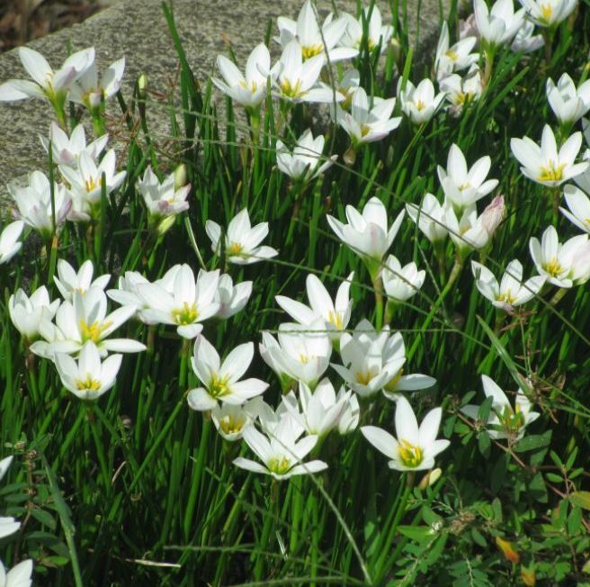 TANAMAN BUNGA HIAS HIDUP LILY BUNGA KUCAI TULIP OUTDOOR - COD | Lazada ...