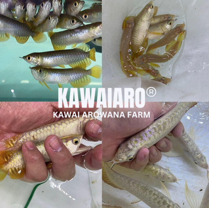Malaysia Golden Crossback Arowana (MGBB,MGGB) | Lazada