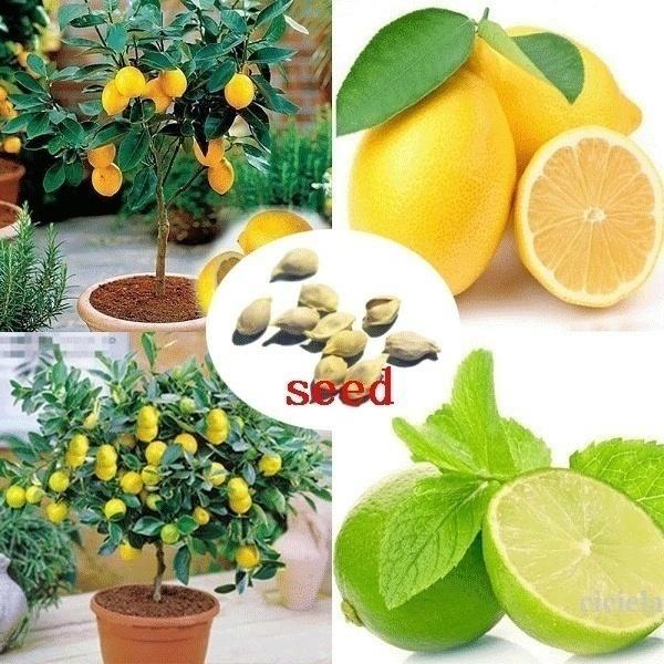 Ready Stock 10PCS Lemon Bonsai Lemon Tree Seed Rare Fruit Tree for Home ...