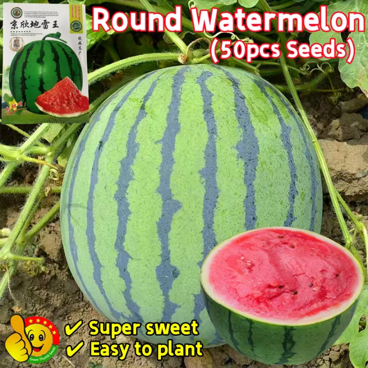 100% Original Super Sweet Juicy Round Watermelon Seeds for Sale (Fresh 50pcs Seeds) Benih ...