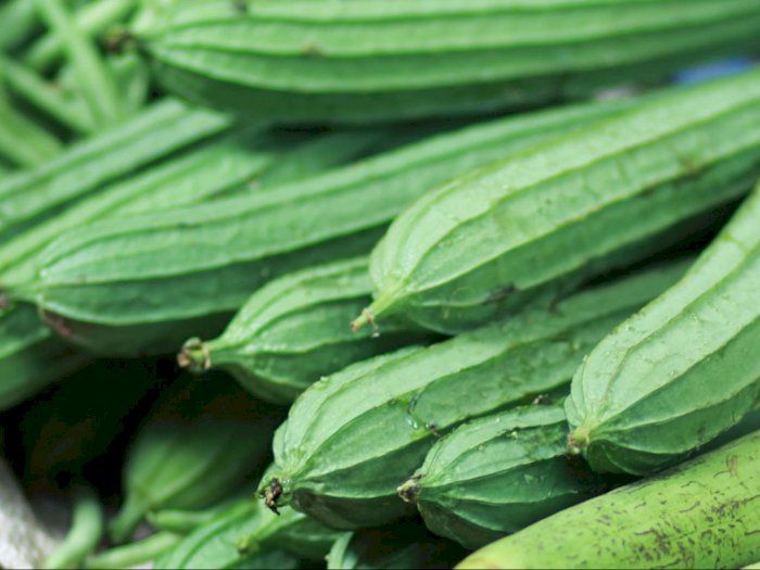 Gambas Sayur Gambas Sayur Oyong Sayuran | Lazada Indonesia