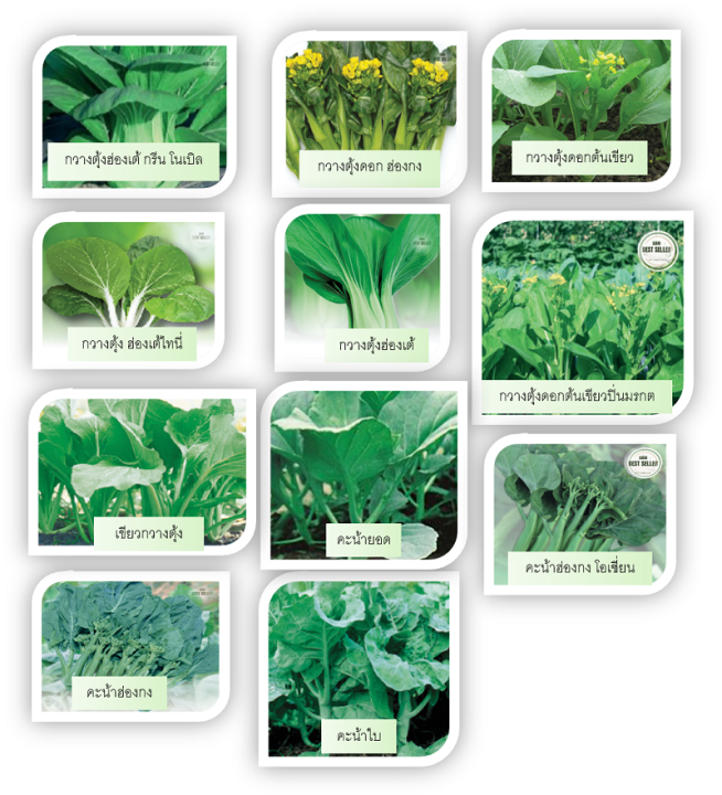 เมล็ดพันธุ์ รวม ผักกวางตุ้ง คะน้า ราคาถูก คุณภาพดี ปลูกง่าย งอกดี โตไว ...