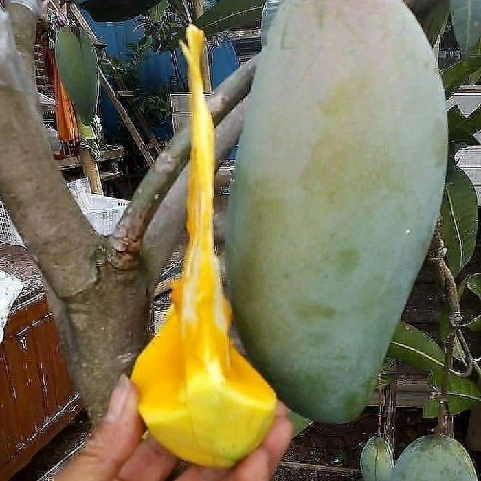 BIBIT TANAMAN BUAH MANGGA MAHATIR SUPER-MANGGA MAHATIR MURAH SUPER ... BIBIT TANAMAN BUAH MANGGA MAHATIR SUPER-MANGGA MAHATIR MURAH SUPER ...