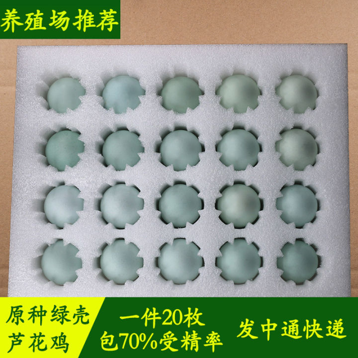 Wenshang purebred green-shell luhua chicken eggs can hatch chick ...