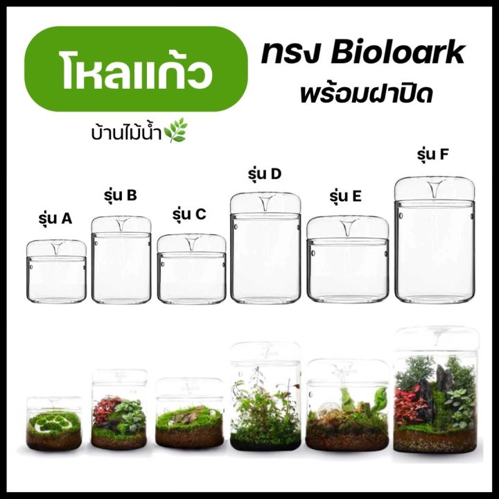 Terrarium โหลแก้ว โหล ทรง Bioloark โหลสวนขวด โหลจัดสวนขวด โหลเทอร์รา ...