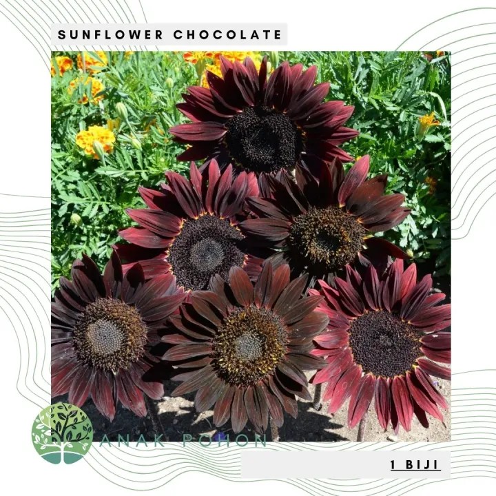 Benih Bibit Biji - Sunflower Chocolate Bunga Matahari Cokelat Seeds ...