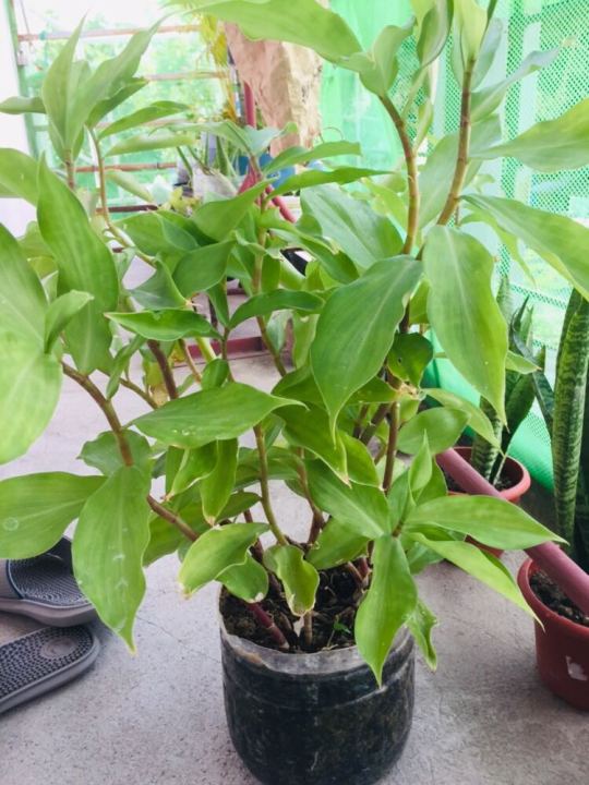 Insulin (Herbal Plant) with FREE garden soil. Real Plants not Seeds ...