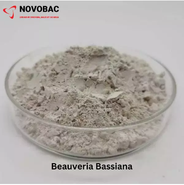 Beauveria Bassiana Spores - Insecticides for Aphids, Whitefly and ...