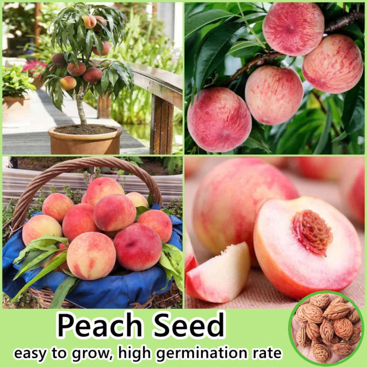 [Fast Delivery] Peach Seeds for Planting (7-10 Seeds/Pack) Bonsai Fruit ...