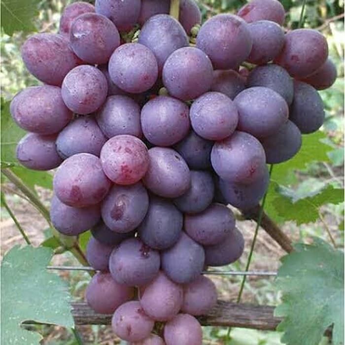 Bibit Anggur Import Jenis Nizina | Lazada Indonesia