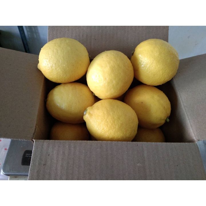 สดจากไร่ มะนาวเหลืองสดผิวสวยเหลืองเข้ม เลม่อน(Lemon) ราคาถูก ที่สุด ...