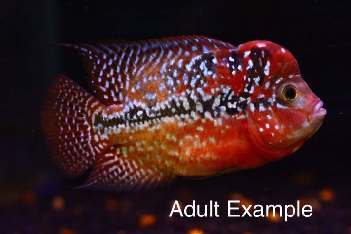 Kamfa F2 Flowerhorn (Top Grade) | Lazada