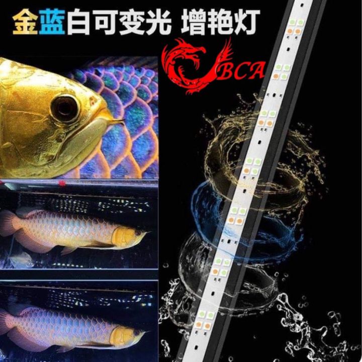 ⚡SG Official Distributor⚡MAYIN Gold, Blue & White LED Light | Lazada ...