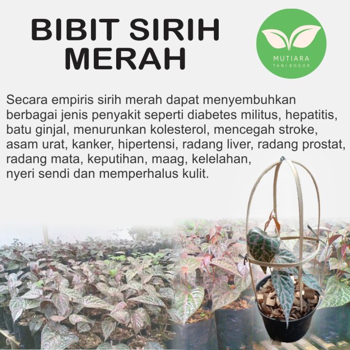 bibit daun Sirih merah 30-40cm | Lazada Indonesia