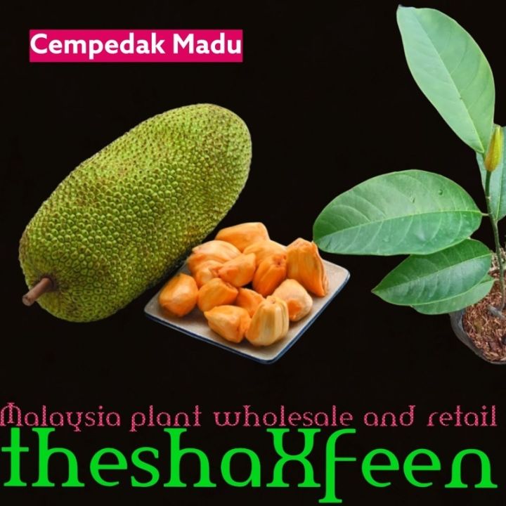 Pokok cempedak madu CH28 theshaxfeen | Lazada