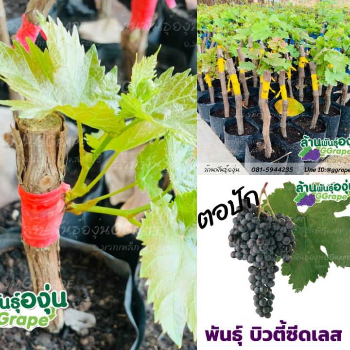 ต้นพันธุ์องุ่น พันธุ์บิวตี้ ซีดเลส (Beauty Seedless) ไร้เมล็ด แบบตอปัก ...