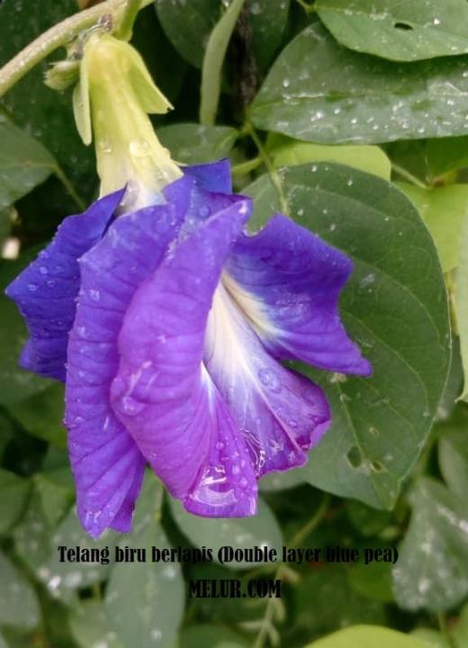 Double layer Blue Pea Plant (Pokok Kacang Telang Biru berlapis) | Lazada